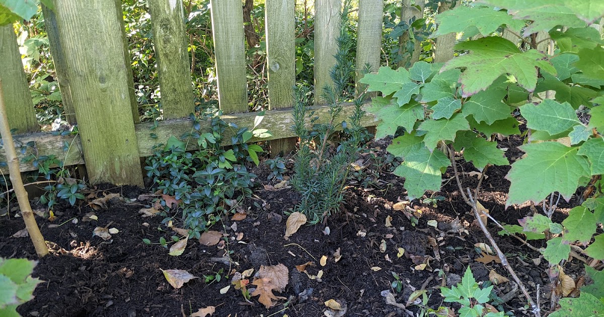 Two Hicks Upright Yews Planted Behind Oakleaf Hydrangeas - October 2021