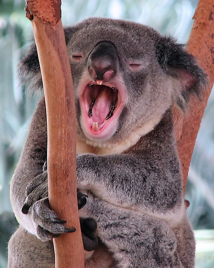 10 pictures of yawning koalas