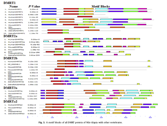 Genome Wide identification of DMRT genes in nile tilapia ...