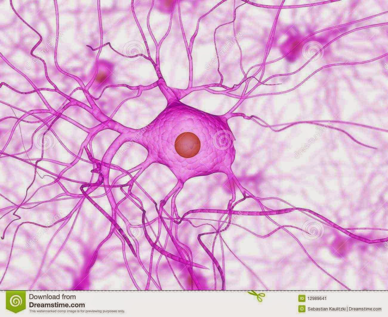 Apprenons ensemble: LA CELLULE