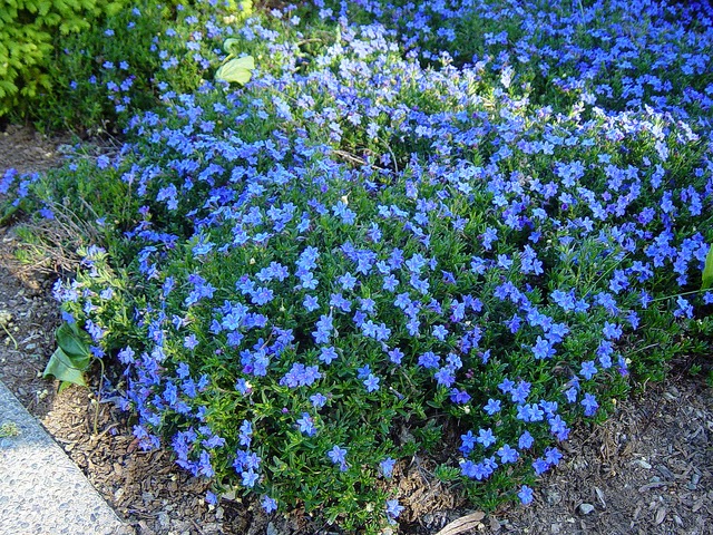 Phyto.Files.: Lithodora diffusa 'Grace ward' (Blue lithospermum)