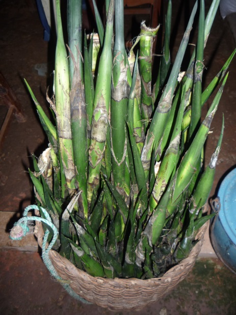 Del campo de la CHINANTLA al plato: Agrobiodiversidad y nuestras plantas