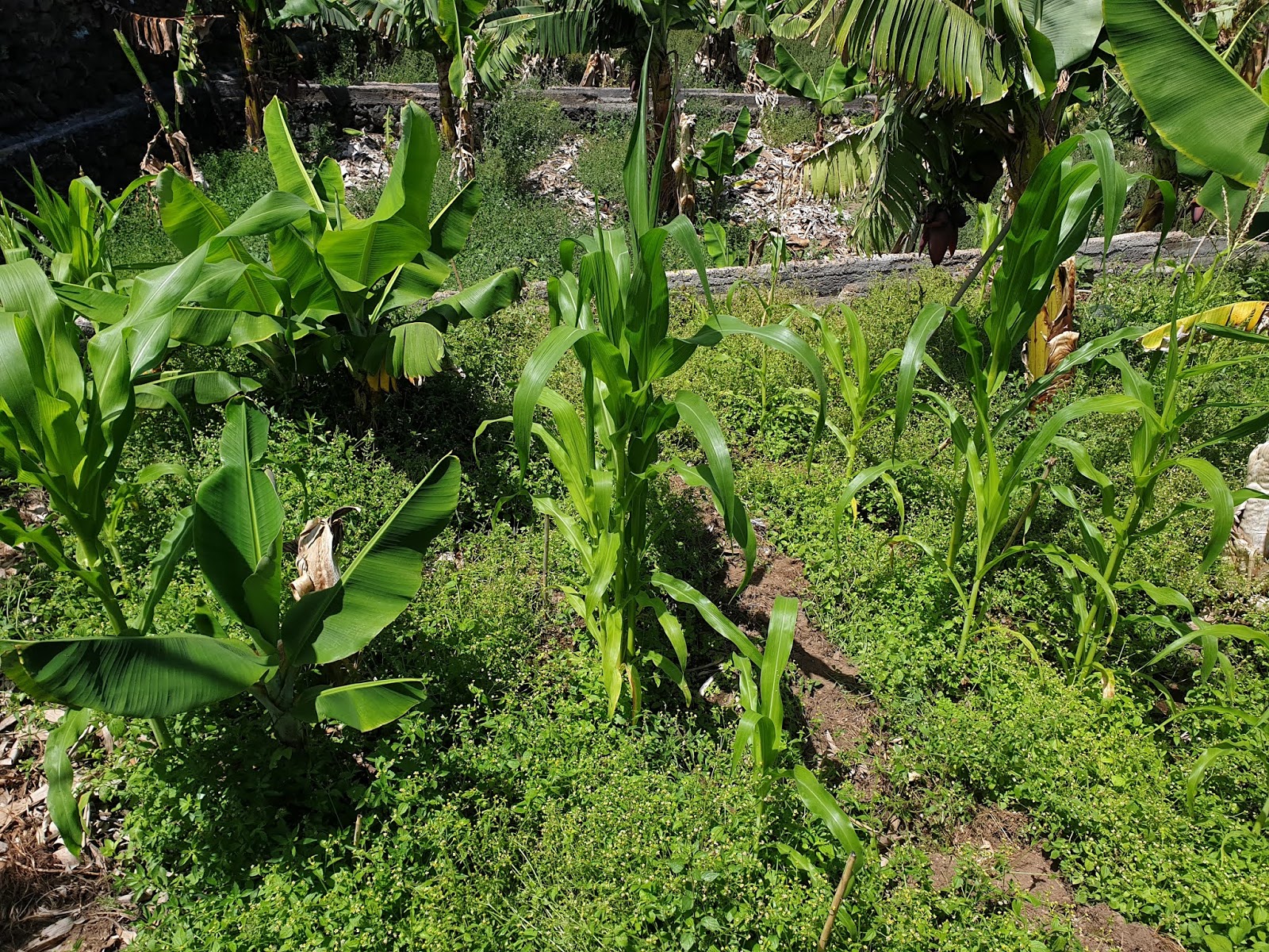 Invernadero y Huerto Ecológico del Sistema de Sanación Tinerfe: El ...