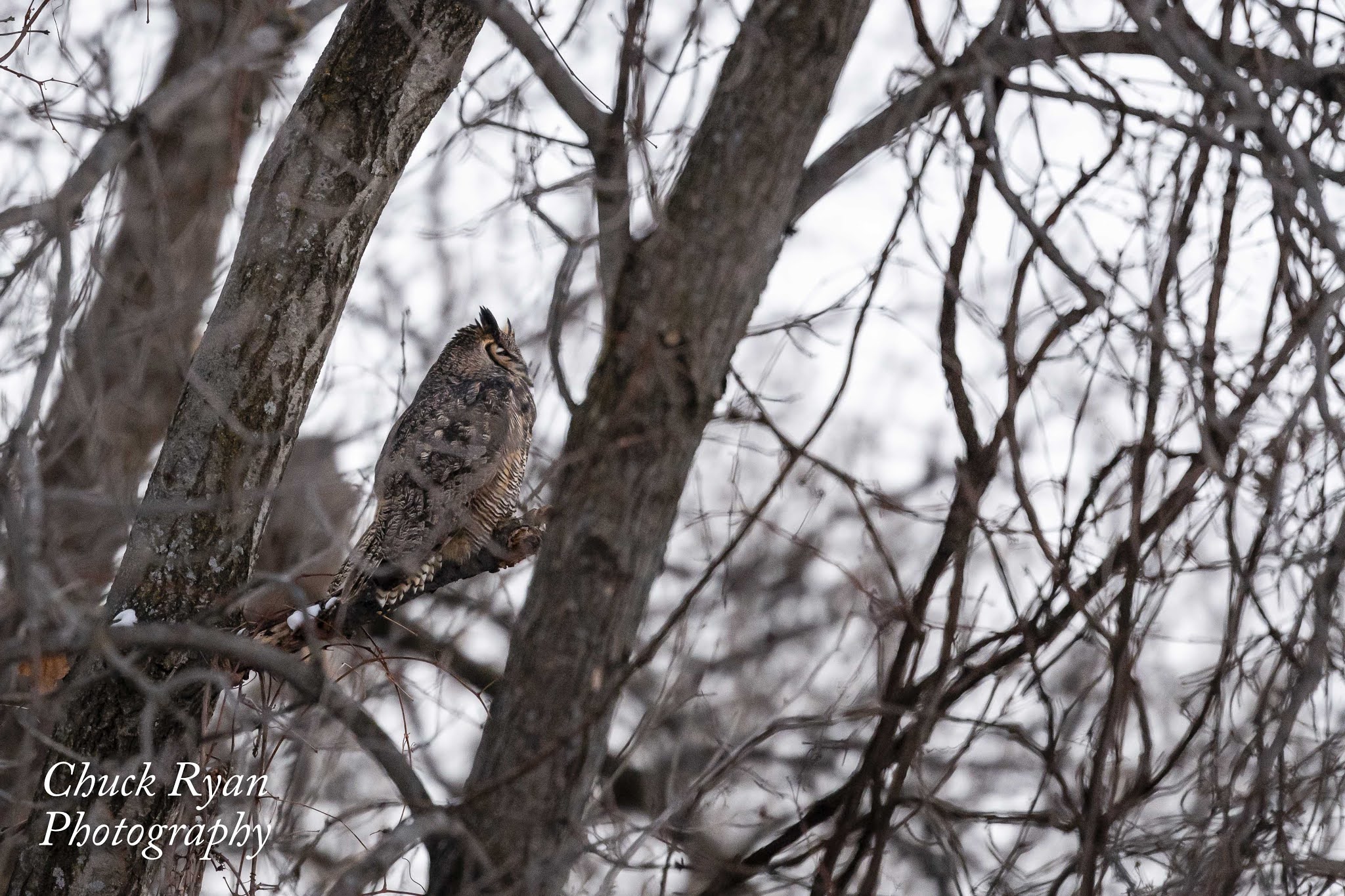 CIIcanoe...: "Hoot" and "Give a Hoot" ... Great Horned Owls