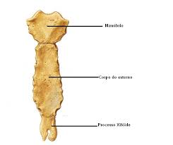 SISTEMA ESQUELÉTICO