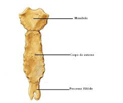 SISTEMA ESQUELÉTICO