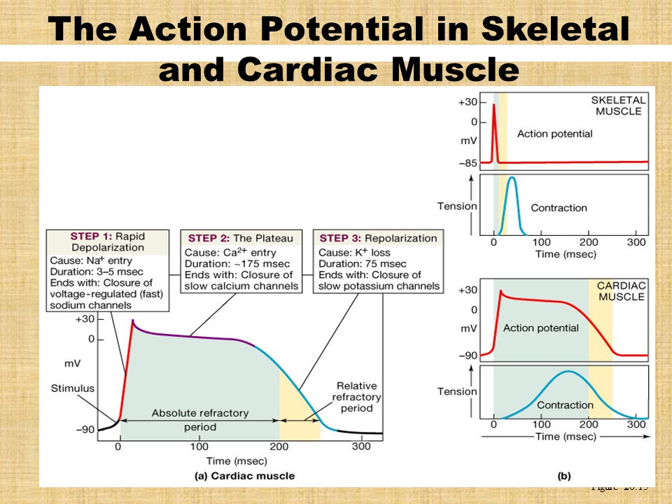 CVT Mohd Farid: Heart Action Potential-Credit To Dr Rafidah Abu Bakar ...