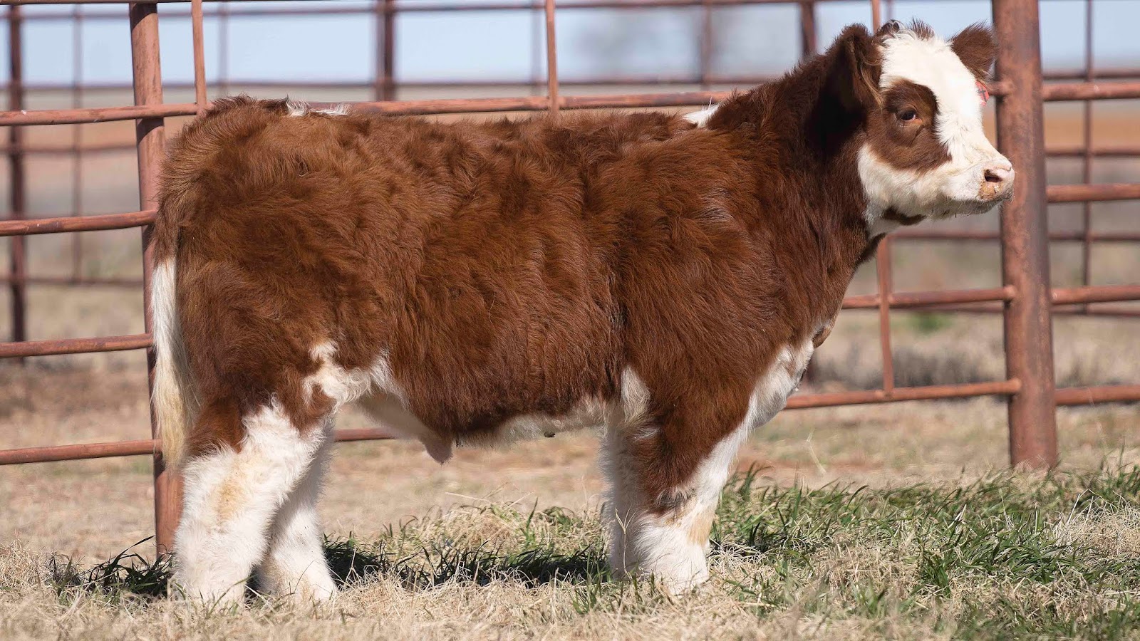 RCC Blog: Forbes & Graham Cattle Company