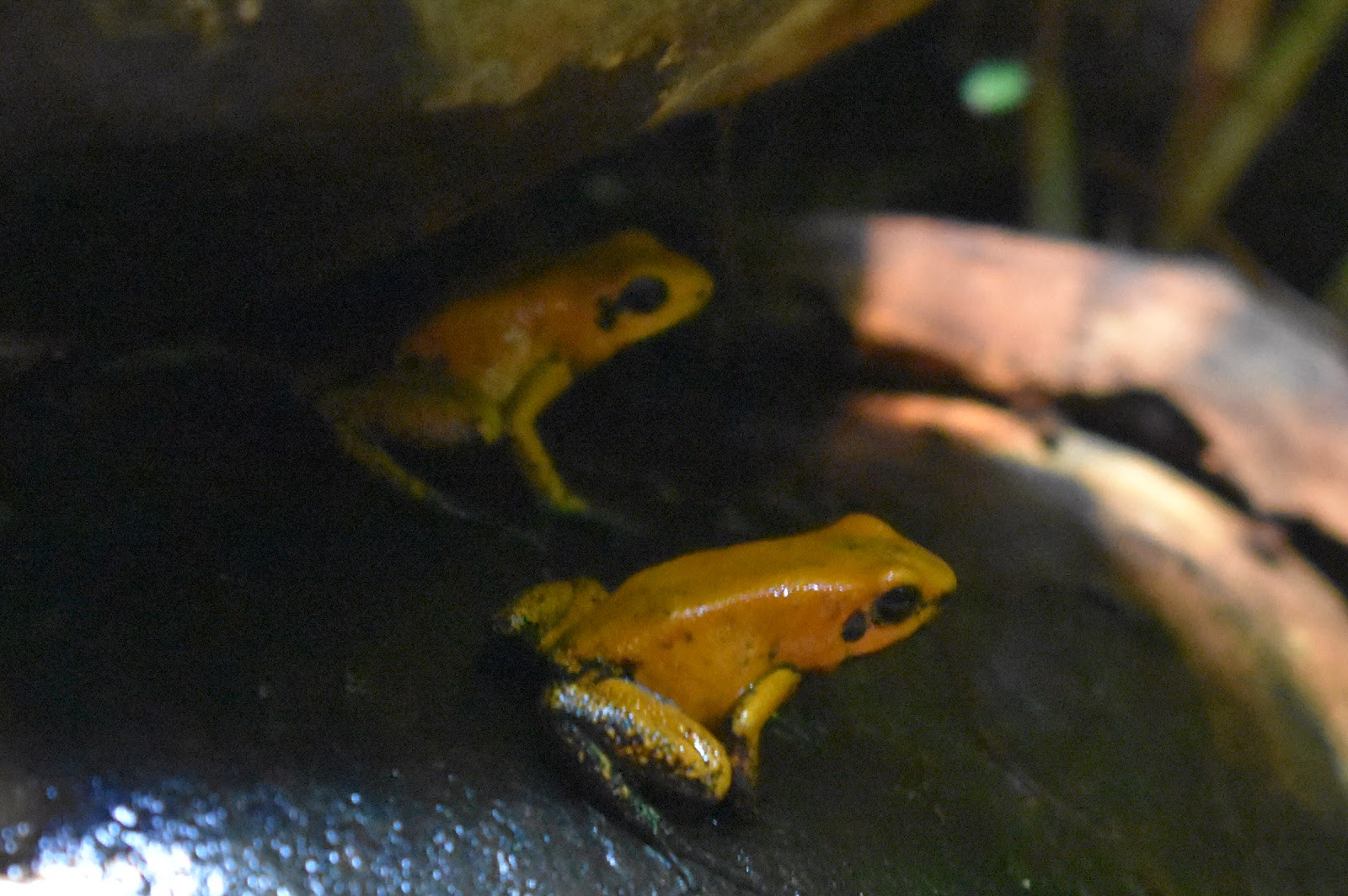 ZOOTOGRAFIANDO (6.096 ANIMALS): RANA FLECHA DORADA / GOLDEN POISON FROG ...