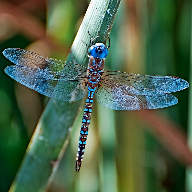 Andy foto natura: Libelulas