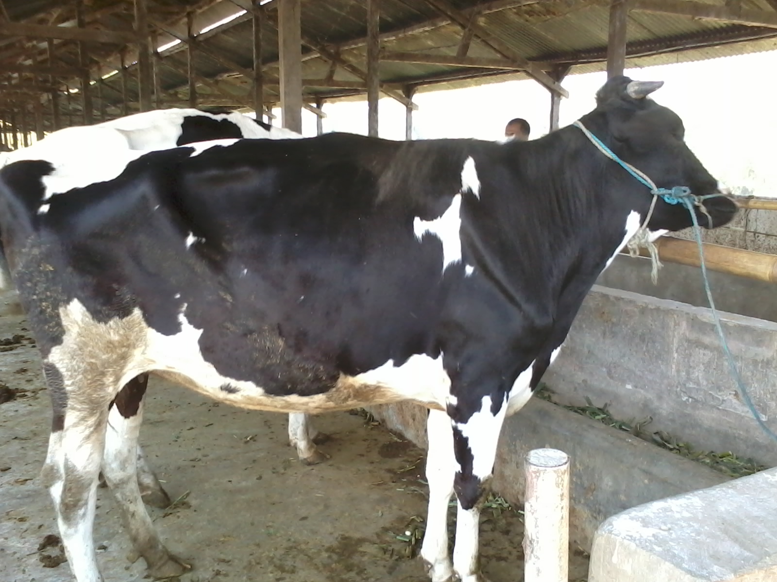 Jual Alat Peternakan dan Kesehatan Hewan: Sapi Perah