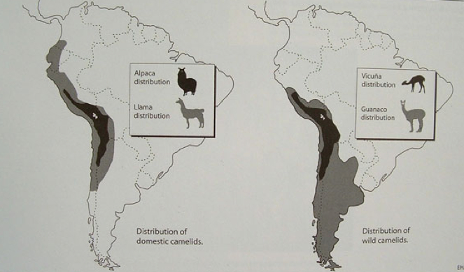 NephiCode: Wow! A Mesoamericanist Agrees with Llama and Alpaca – Part II