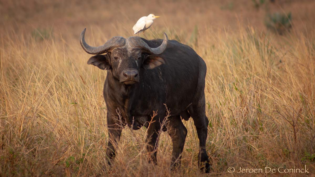 Kafferbuffel of Afrikaanse buffel