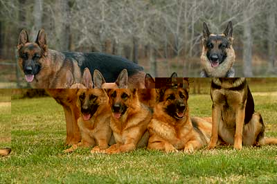 Anjing Herder: Jual Beli Anjing Herder
