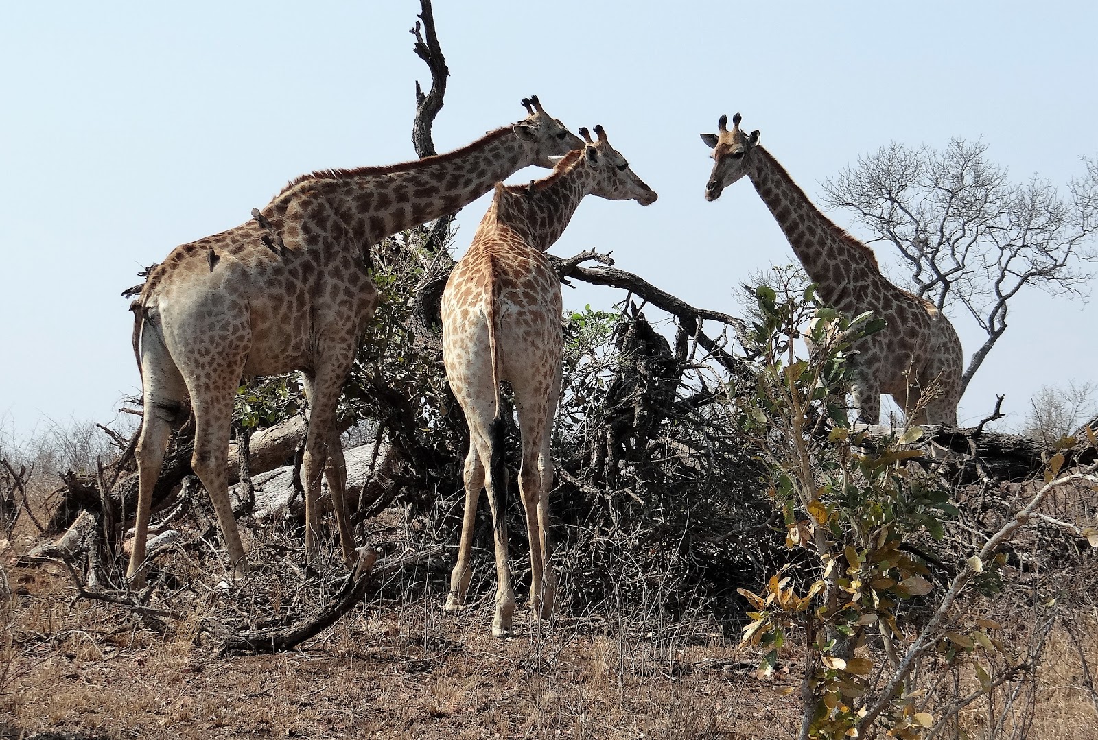 sunshinecoastbirds: SOUTH AFRICA PART 3: Kruger's Olifants & Orphen ...
