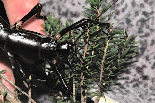 The Nature of Robertson: Lord Howe Island Phasmids visit Robertson