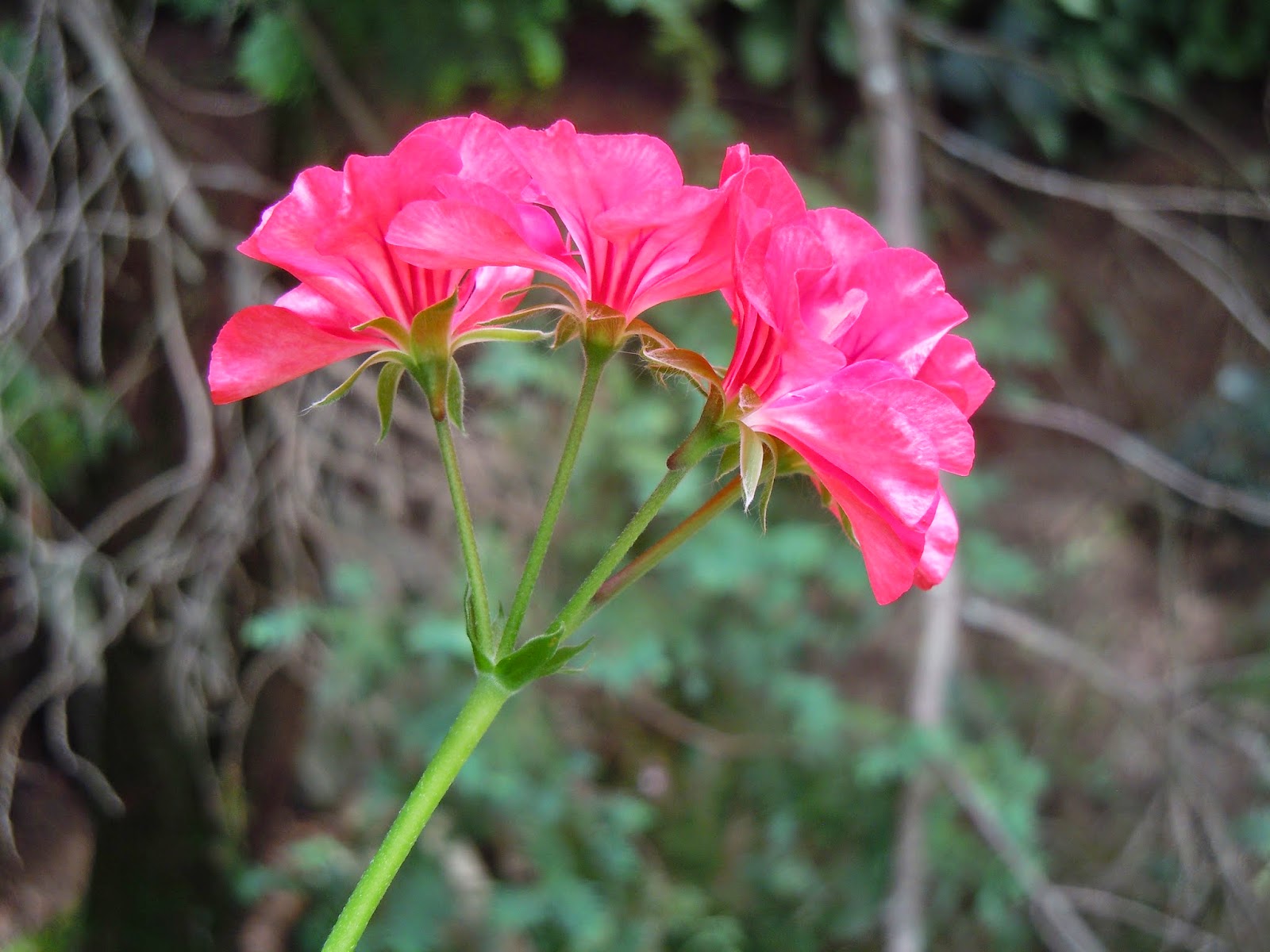 DIÁRIO COM A NATUREZA: 13 DE ABRIL - GERÂNIO - FLOR