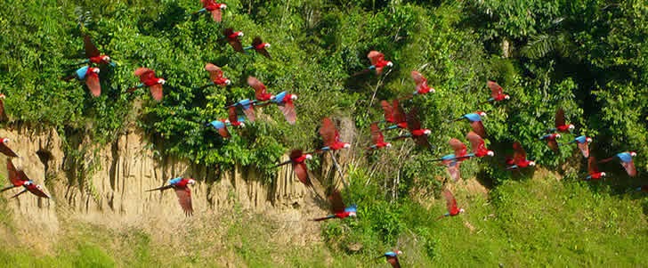 Make a trip to Experience the Beauty of the Peruvian Amazon ~ Travelenka