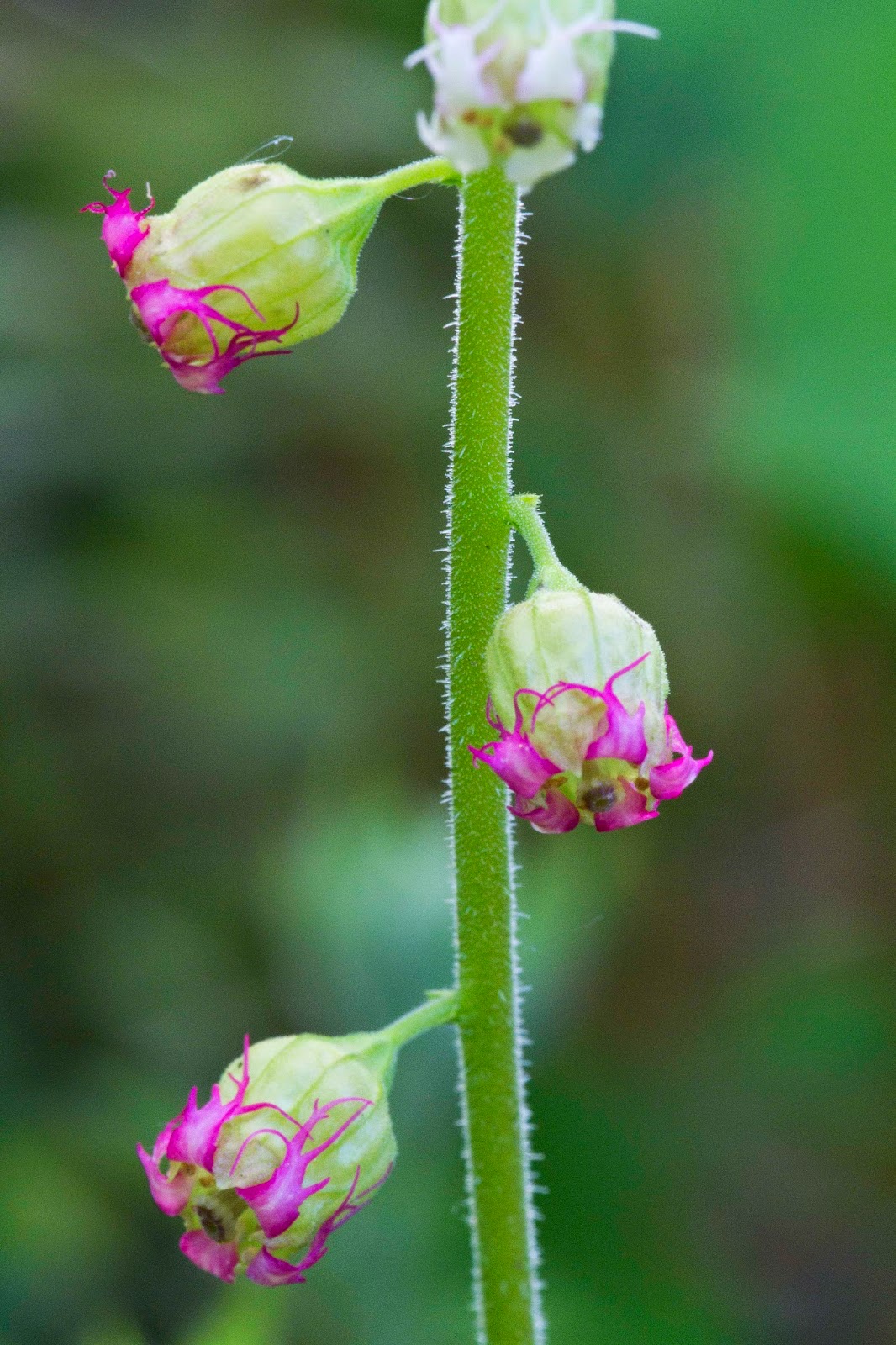NWflora: Fringe Cup, Tellima grandiflora