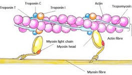 Calcium Signaling and Calmodulin Protein Structure Calcium Signaling ...
