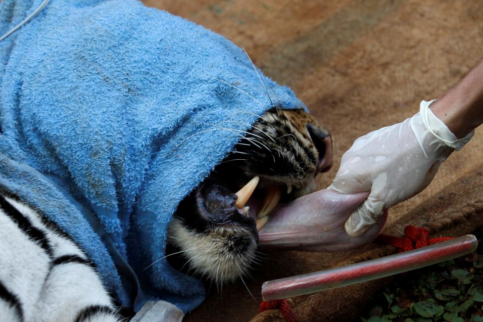 A sedated tiger is stretchered as officials continue moving live tigers ...