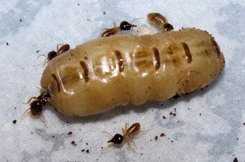 Rayap Katedral, Pakarnya Sarang Pencakar Langit | RE Tawon