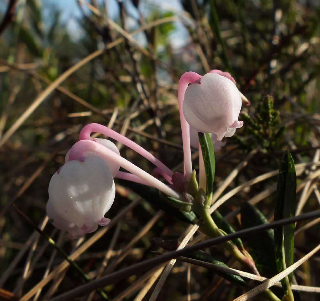 Harakan sivut: SUOKUKKA, RAATE ja MUURAIN
