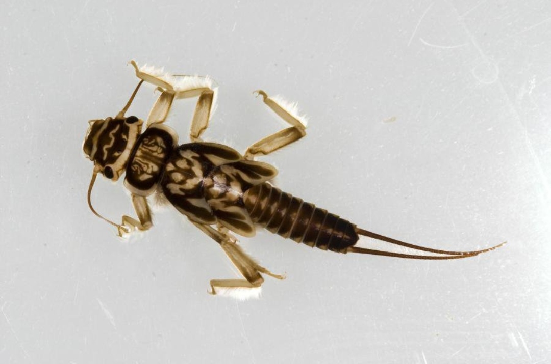 Plecoptera - Insectduniya|Entomology - Wikipedia