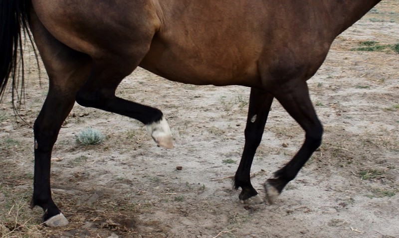 Best horse stringhalt treatment