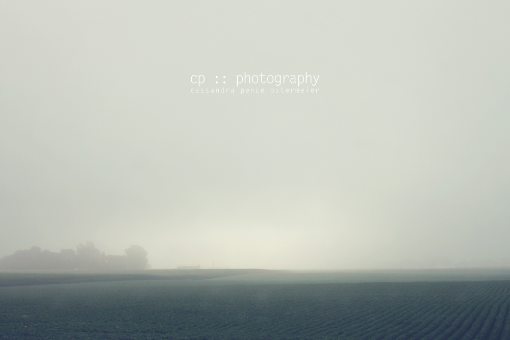 sassafras: wide open spaces :: nature photography