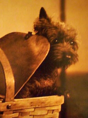 Col. Potter Cairn Rescue Network: Toto: The Other Side of the Story