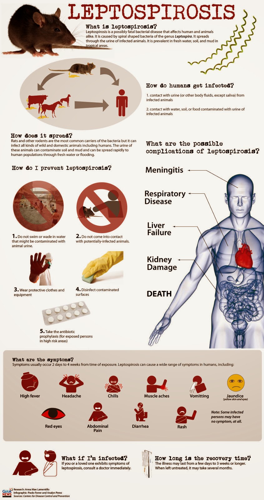 Mengenal Weil's Disease atau Leptospirosis - Rebutan Balung