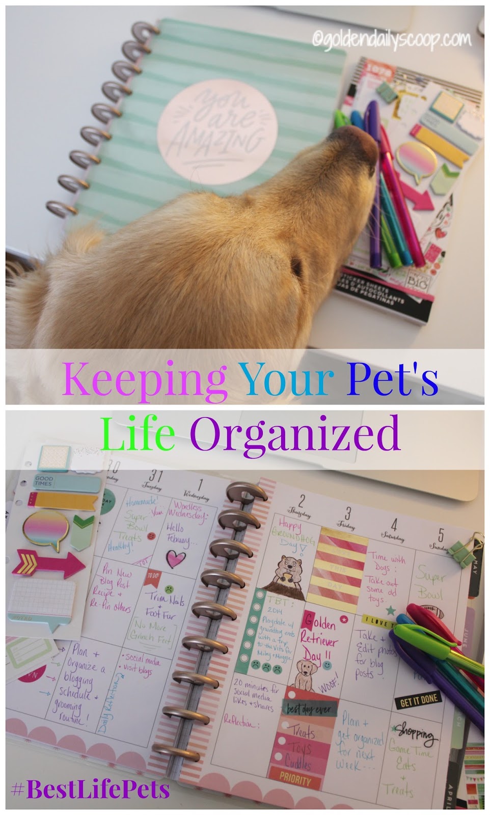 A Fun Way to Keep Your Pet's Life Organized #BestLifePets