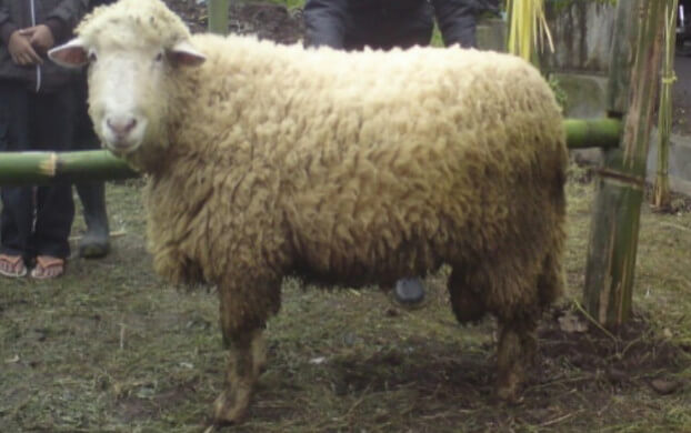 Jenis-Jenis Domba Budidaya di Indonesia - Santos Blog