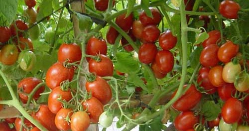 PERTANIAN TRIK CARA MENANAM TOMAT BANYAK BERBUAH MUDAH DAN PRAKTIS