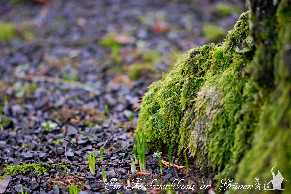 Moos - Ein Fachwerkhaus im Grünen