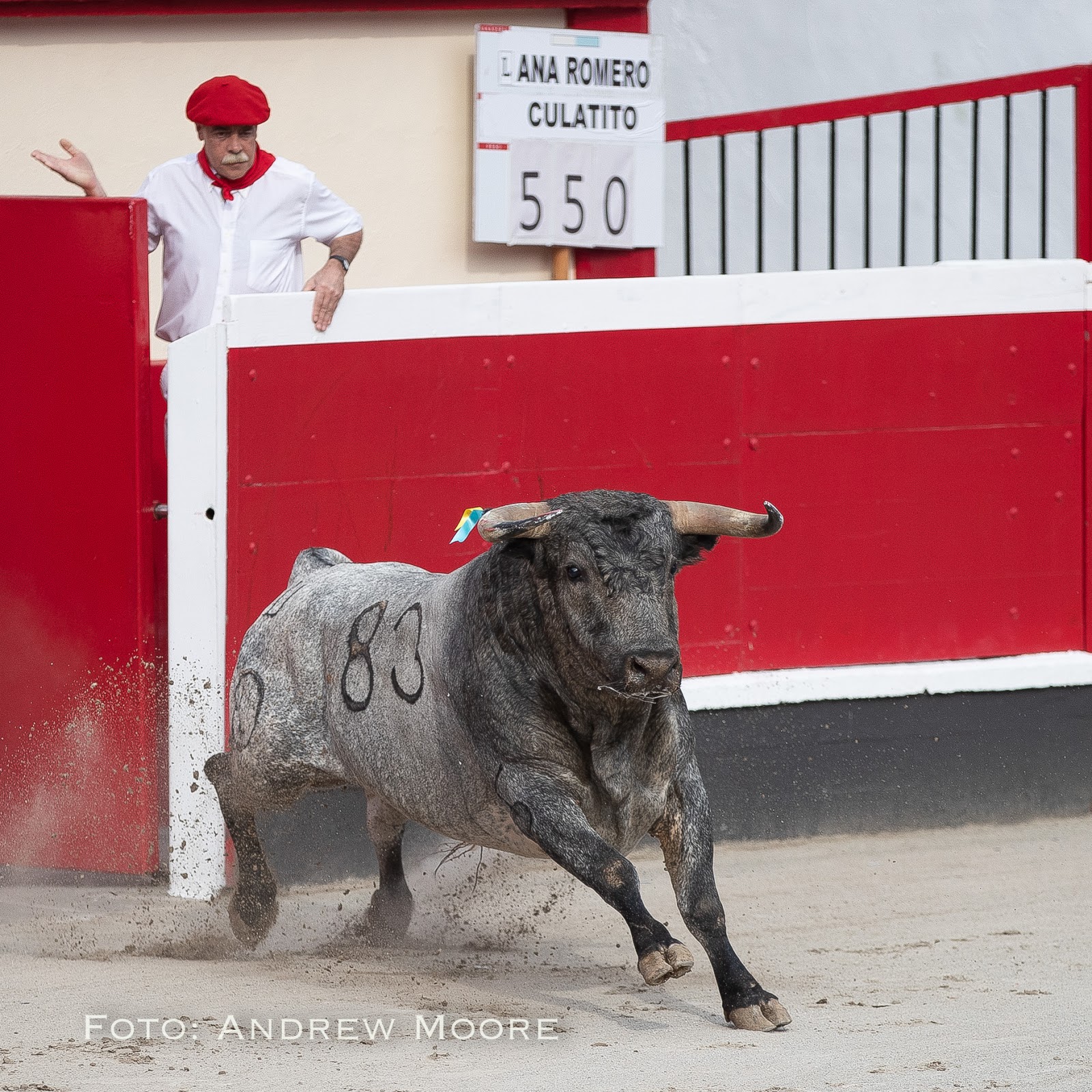Del toro al infinito: Los toros de Azpeitia en el objetivo de Andrew ...