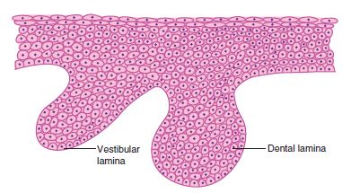 Understand Development of Tooth Stages With Diagrams and Charts