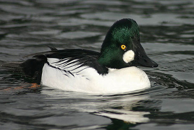 Wildlife Monitor: Bantam Lake Waterbird Update, 12/15/2011