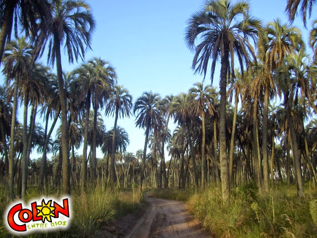 primaria digital "proyecto Parques Nacionales": IMÁGENES DE FLORA Y ...