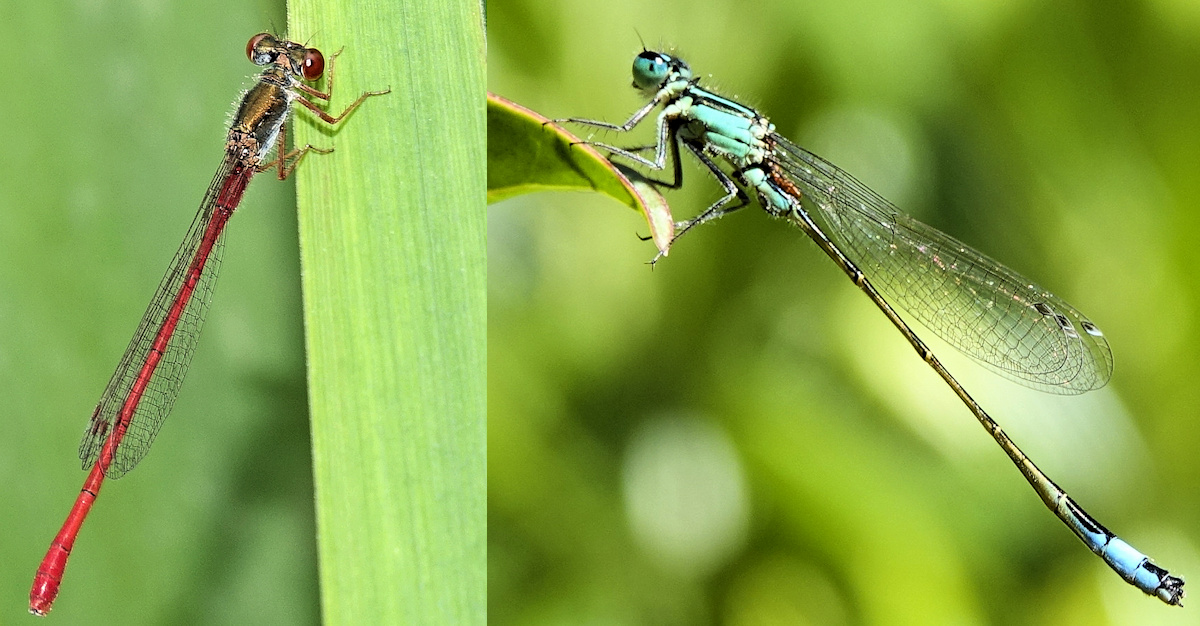 Le blog de la Coudoulière: Ces insectes connus des pêcheurs