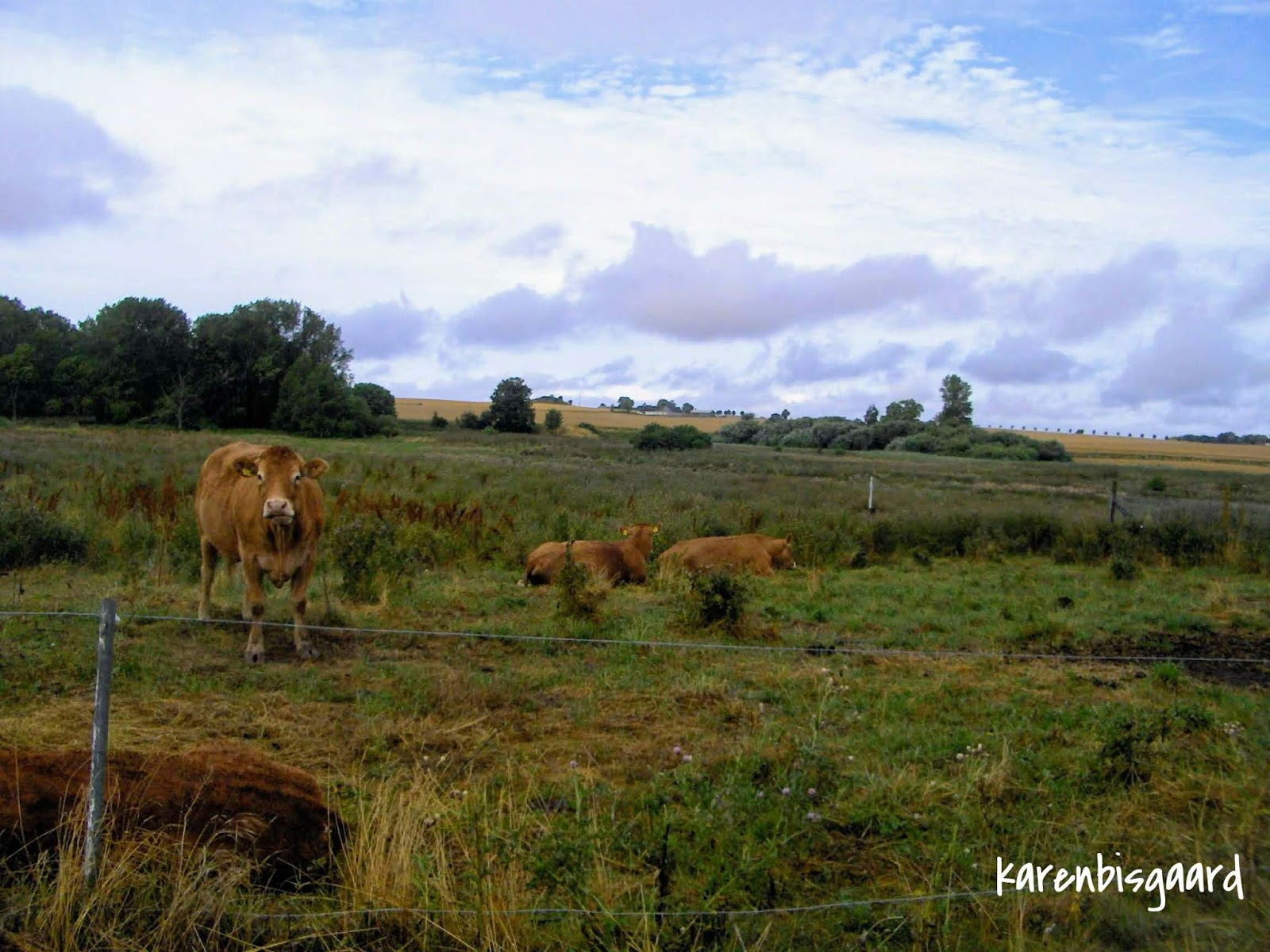 Karen`s Nature Photography: Cattle Grazing in Rural Landscape.