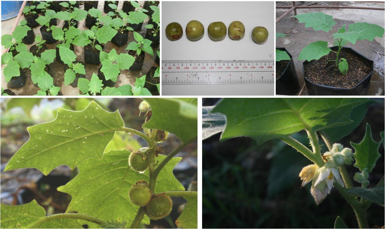 Indigenous Vegetables at a Glance