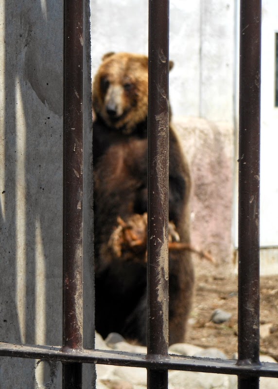 Hokkaido Kudasai: The Deadliest Creature in Japan (Other than Covid-19)