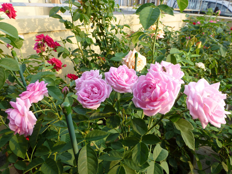 RESEPI NENNIE KHUZAIFAH: ROS KAMPUNG a.k.a DAMASK