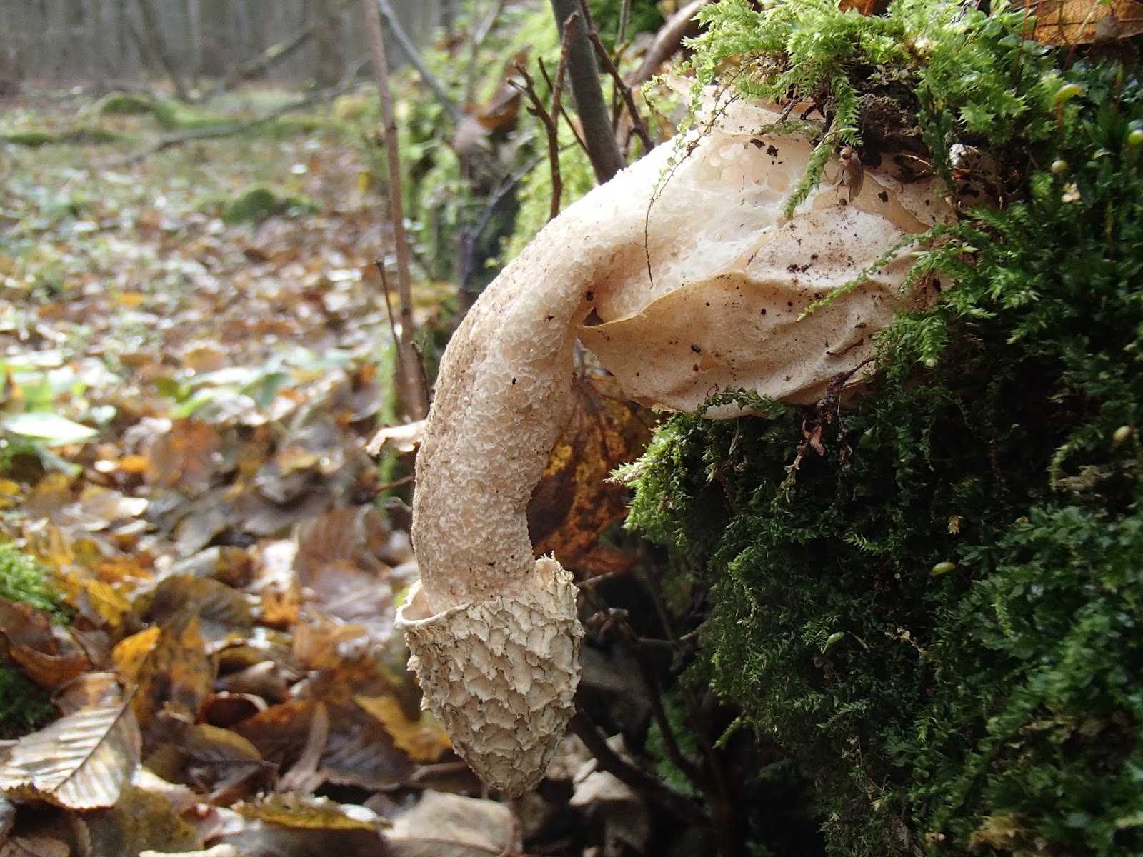 MOJA MENAŻERIA : Nadrzewne cudaki