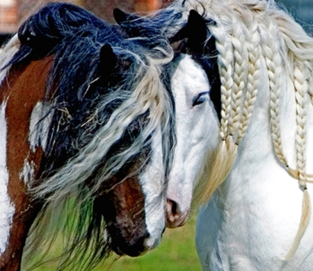 Poze Cai Horses Wallpapers: Poze Cai de rasa horses -6