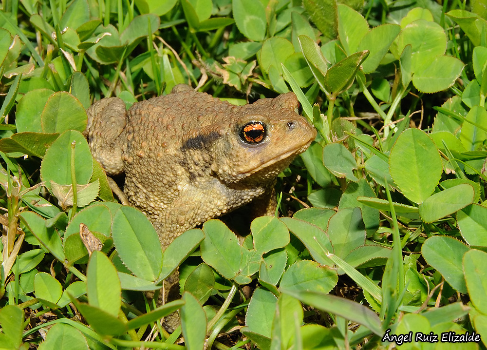 Aves de la Ría de Ajo: Sapo común en mi jardín...