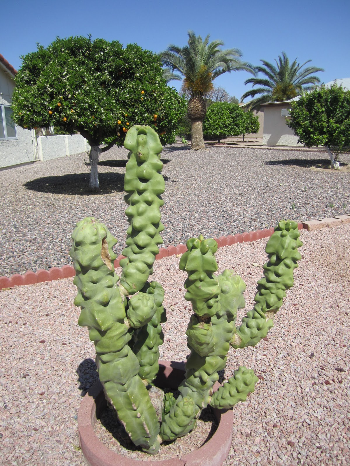 Rob & Yvonne's Az Living: Cactus Flowers and Pickleball wind-up