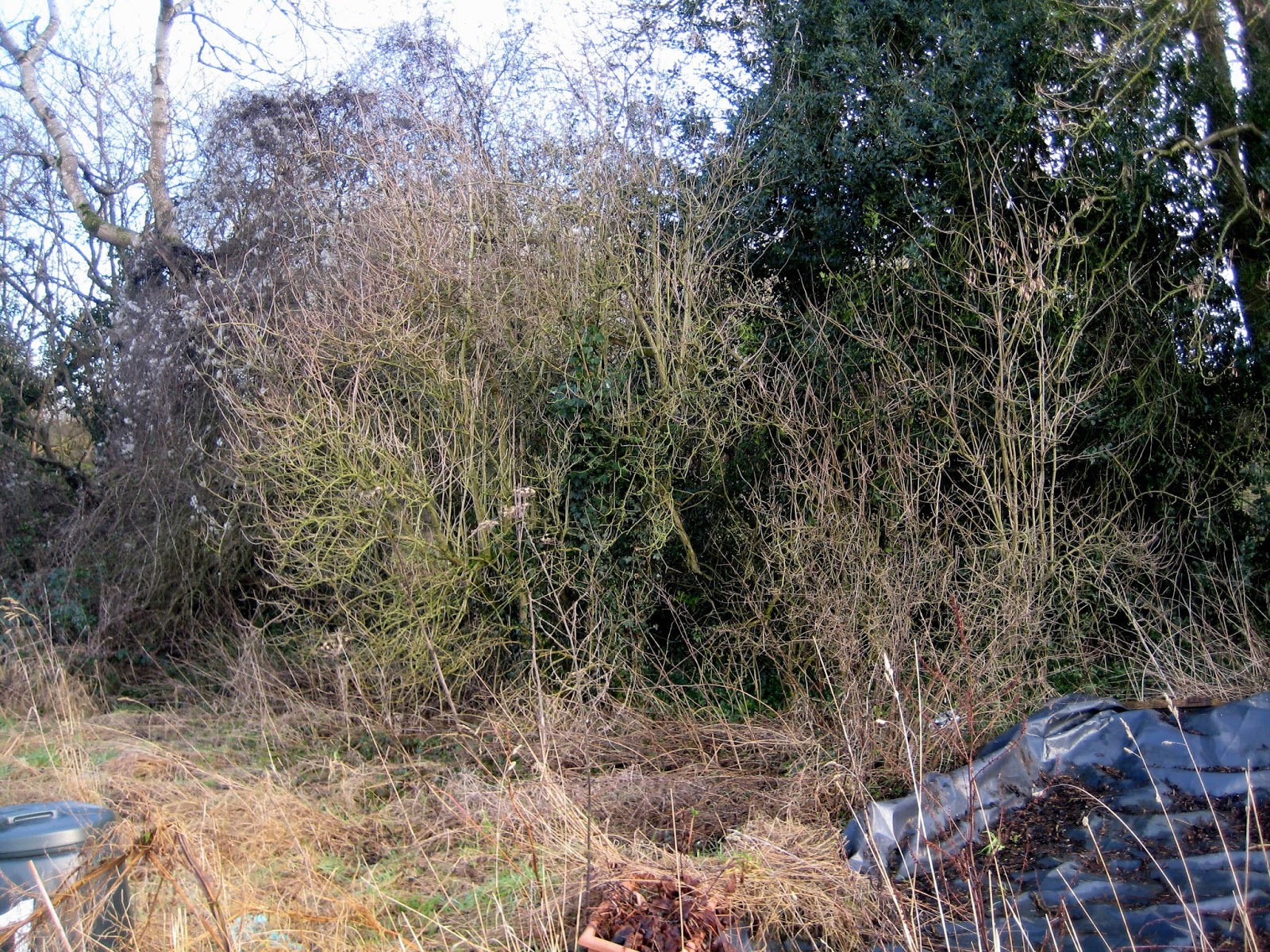 Filnore Woods Blog: Overgrown hedge